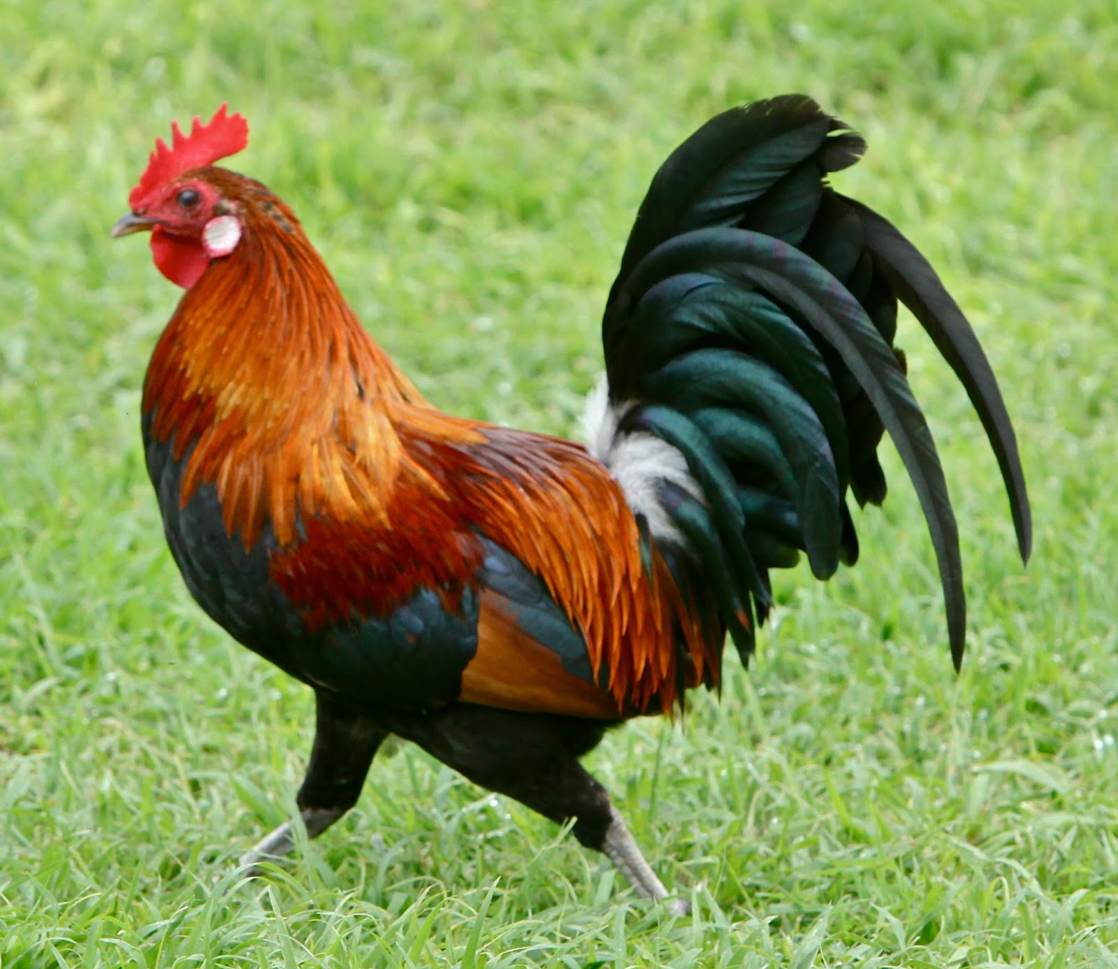 Military Analysis: Chicken.