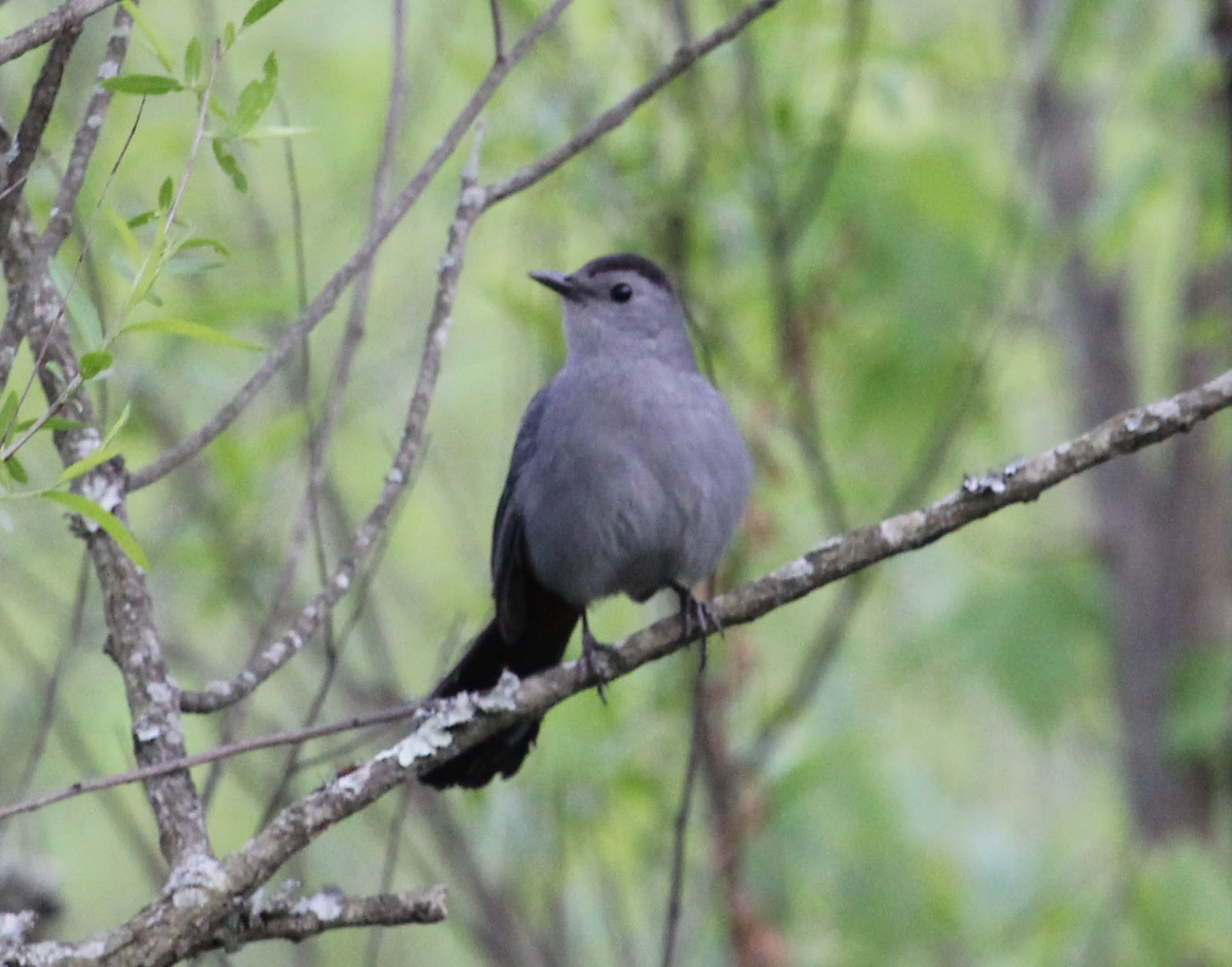 One Bird A Day: Day 118: Gray Catbird