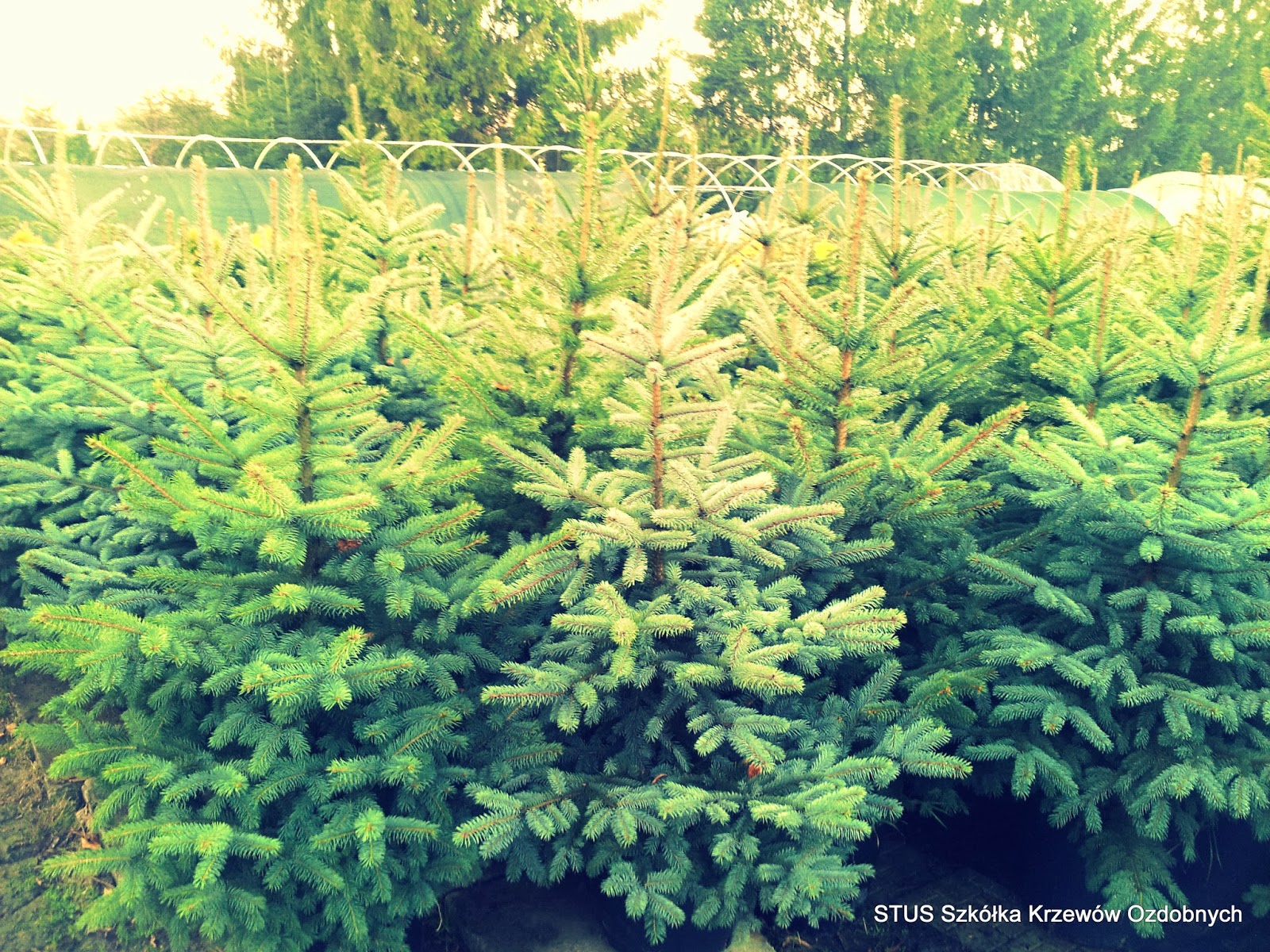 Ogrodniczy Blog: Prawdziwe, żywe, niepowtarzalne - choinki z naszej ...