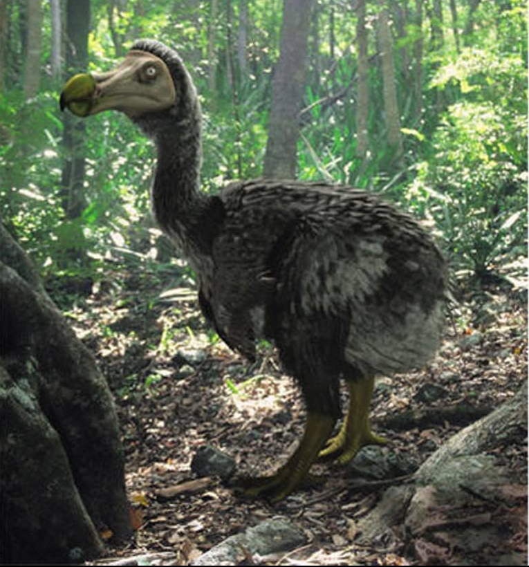 У тёти Сони: Дронты (лат. Raphidae)