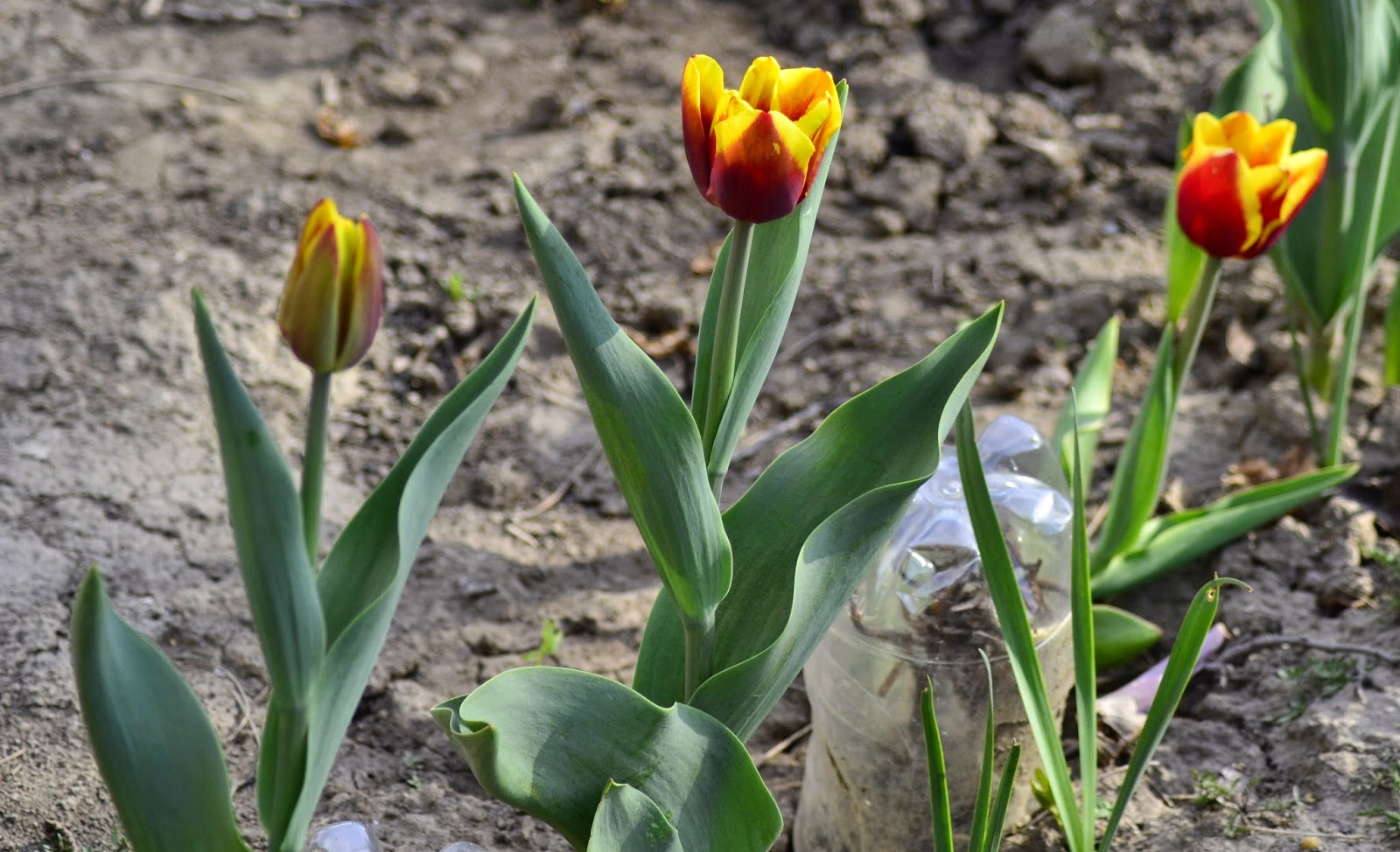 cele patru anotimpuri: Final de aprilie - vedete: lalelele