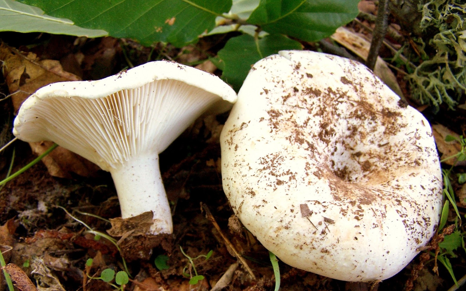 Setas Extremadura : Russula Chloroides