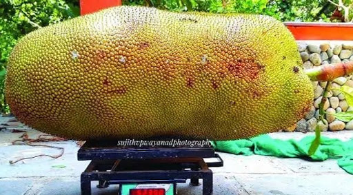 Wayanad's Giant Jackfruit Enters Guinness Book of World Records : BizGlob