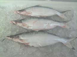 Nombre de peces en kukama