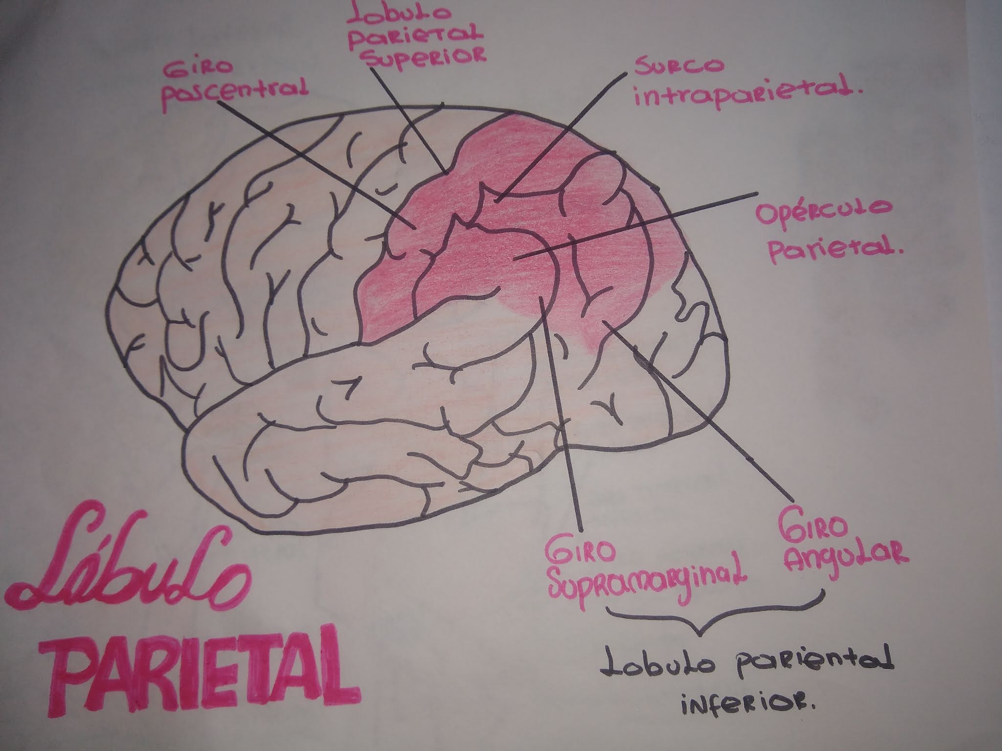 Tarea 2 - Corteza Cerebral y complejidad humana