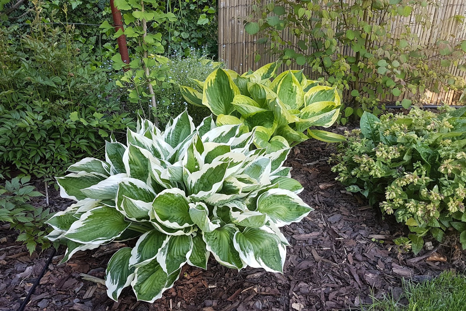 OAZA ZIELENI: Funkie - odmiany o przebarwionych liściach