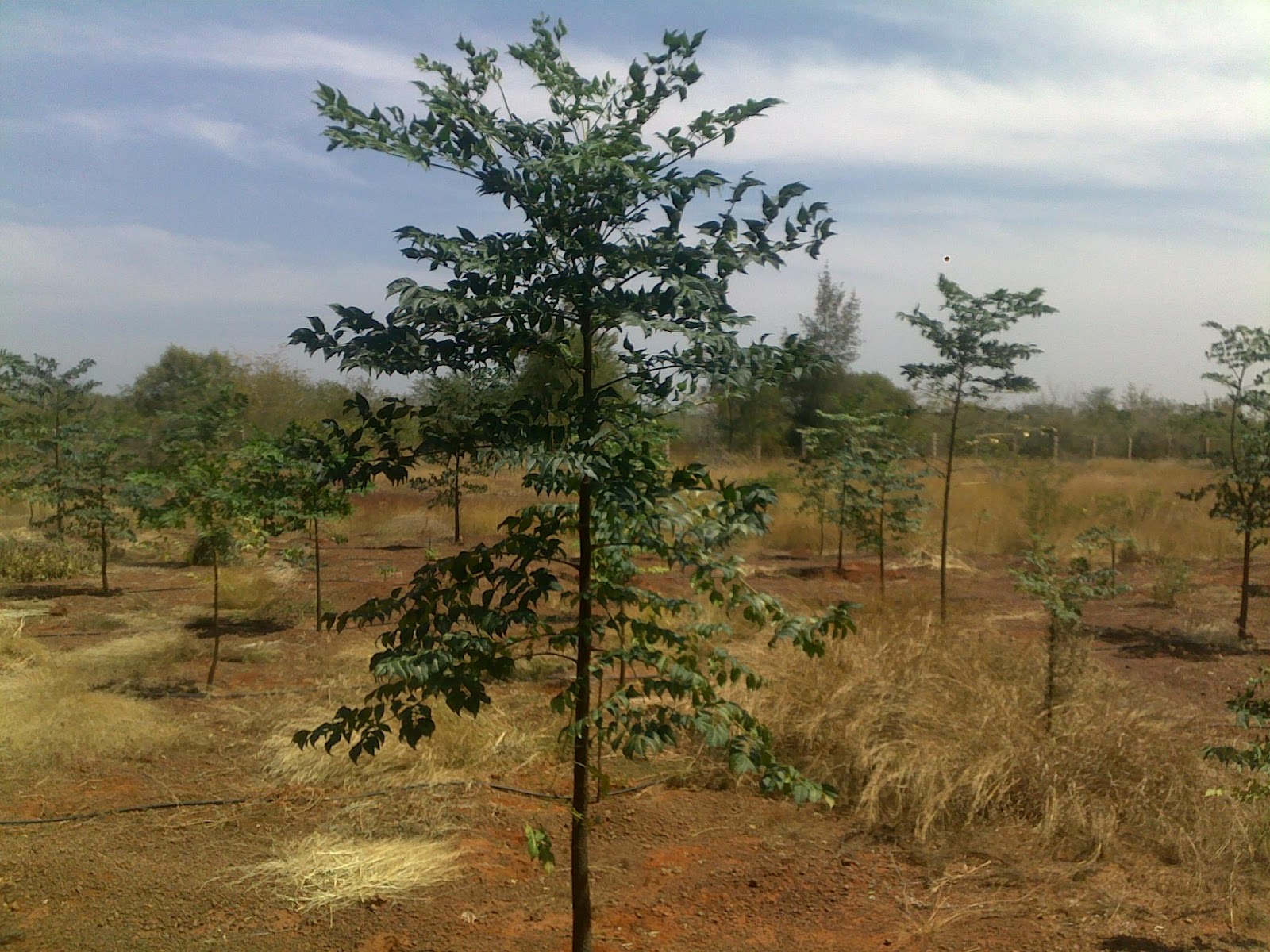 Techie2Aggie: Pruning of Melia Dubia