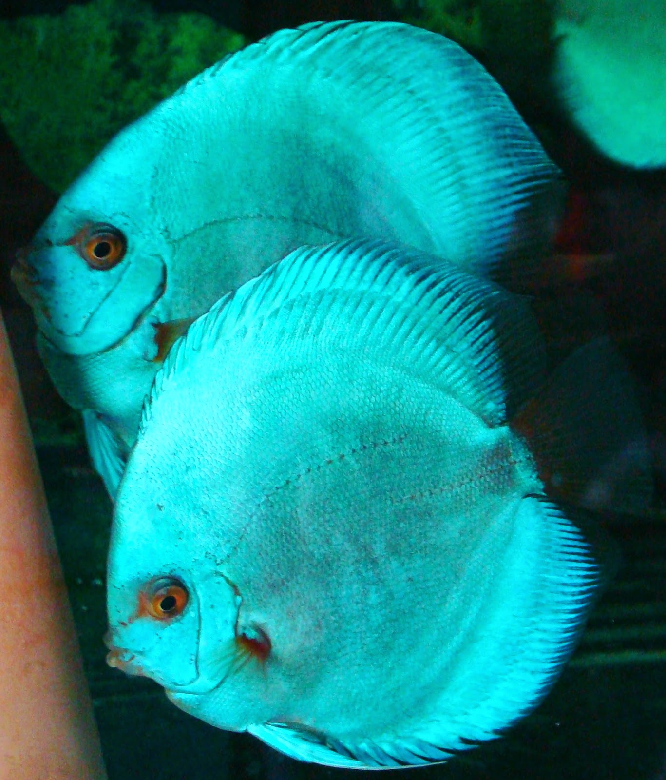 Mengenal Ikan Manfish - Dunia Akuarium