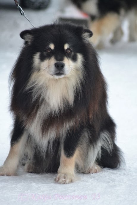 Soramontun rapatassut: Suomenlapinkoira