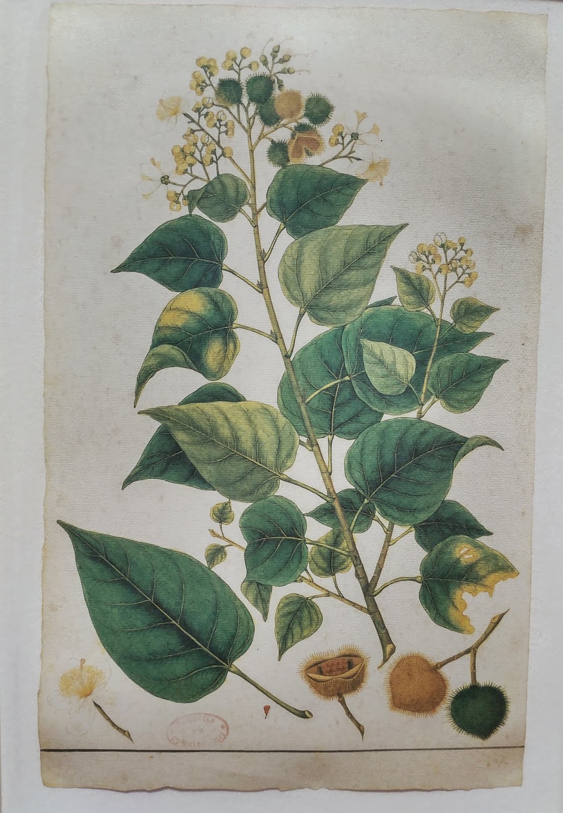 Juan De Cuellar: The 18th Century Botanical Expedition in the Philippines