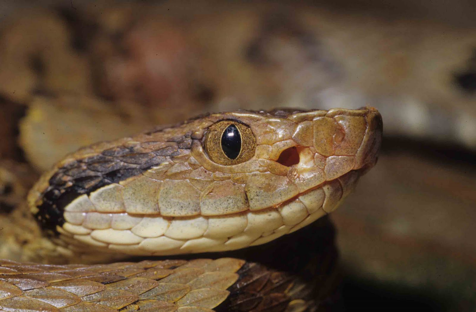 Snake Master: Surucucu