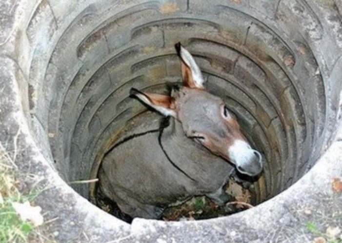 The inspiring story of a farmer and his donkey - Test Blog