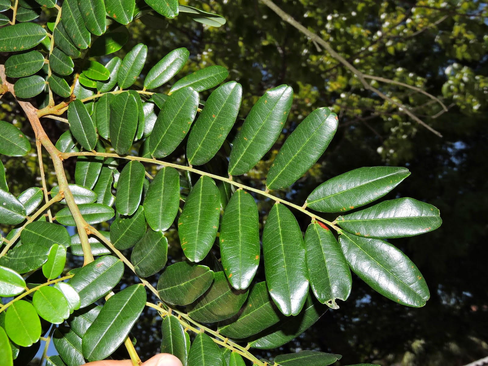 Fabaceae - Leguminosae no Brasil: Fabaceae - Bowdichia virgilioides ...
