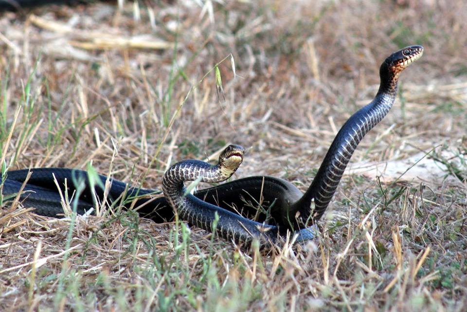 Biodiversity of Cyprus by NGO Protection of the Natural Heritage and ...