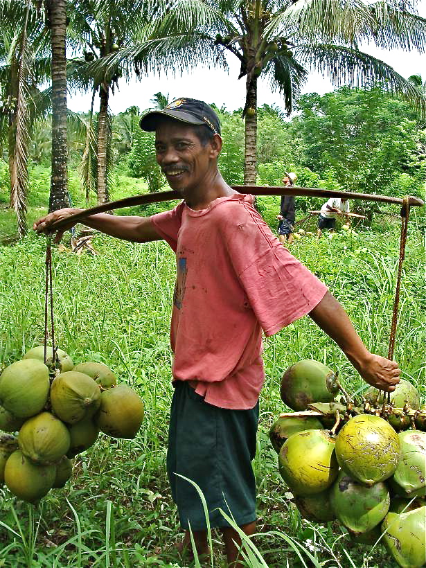 1784: Harvesting Coconuts