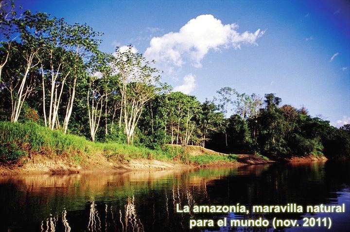 Armonía - Huanta: La Amazonía, fue elegida como maravilla natural del ...
