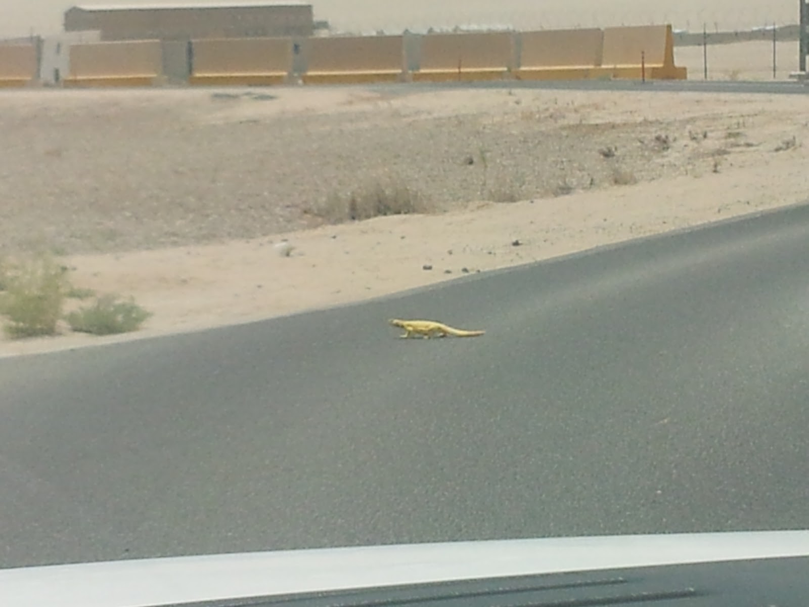 Life in Kuwait Blog: Lizard of Kuwait