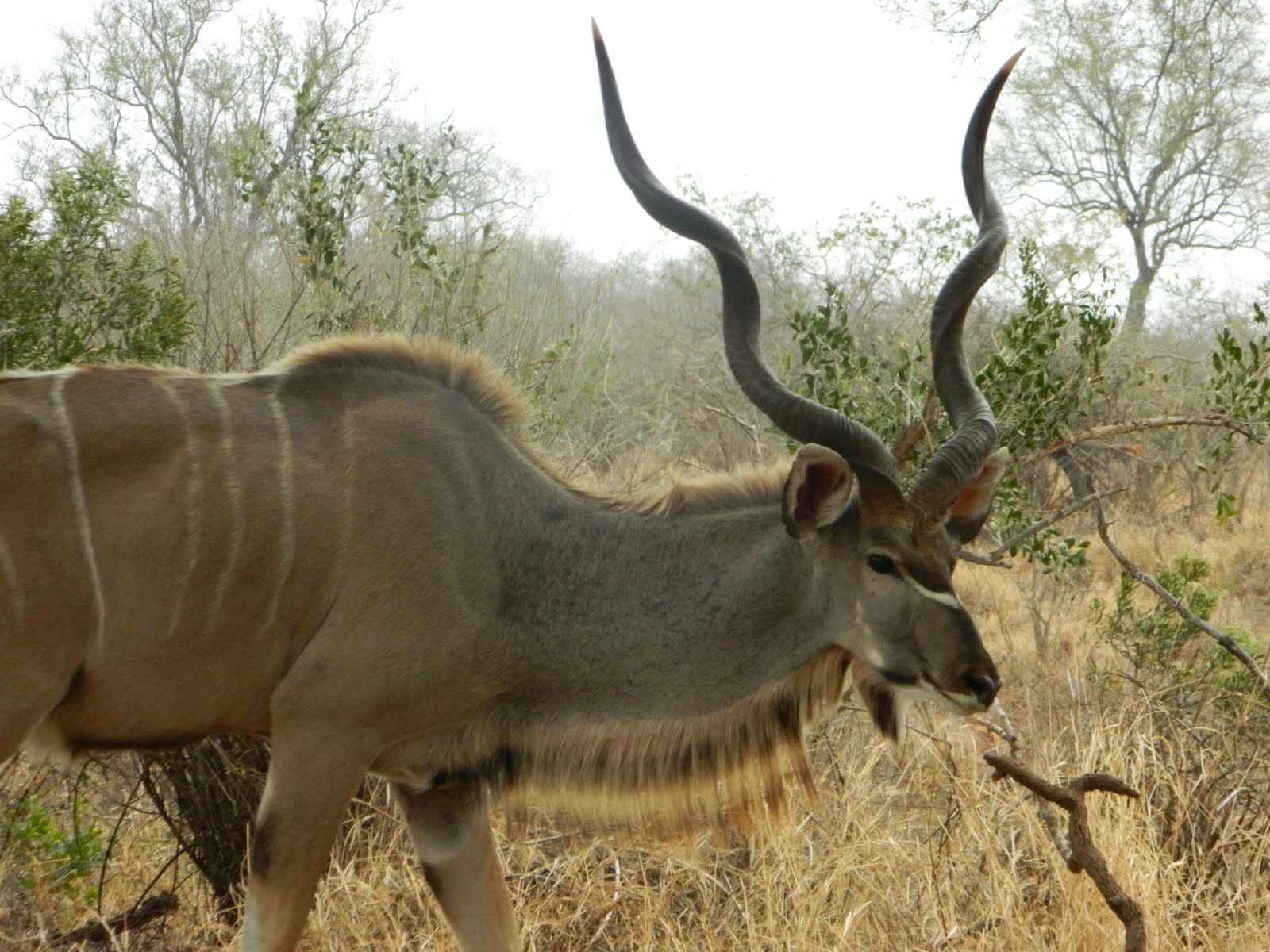 Watching the Sun Bake: Lions and Kudu and Impala, Oh My
