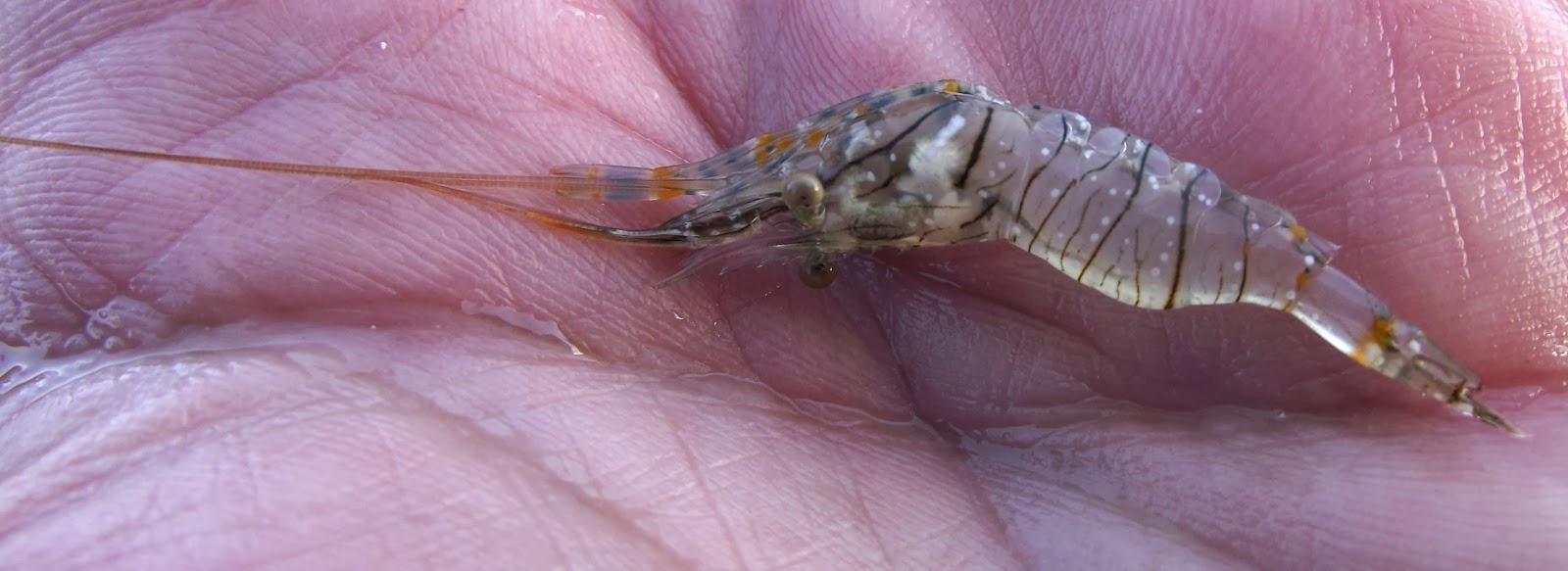 Steve's Nature Blog: Rockin’ all over the Shore