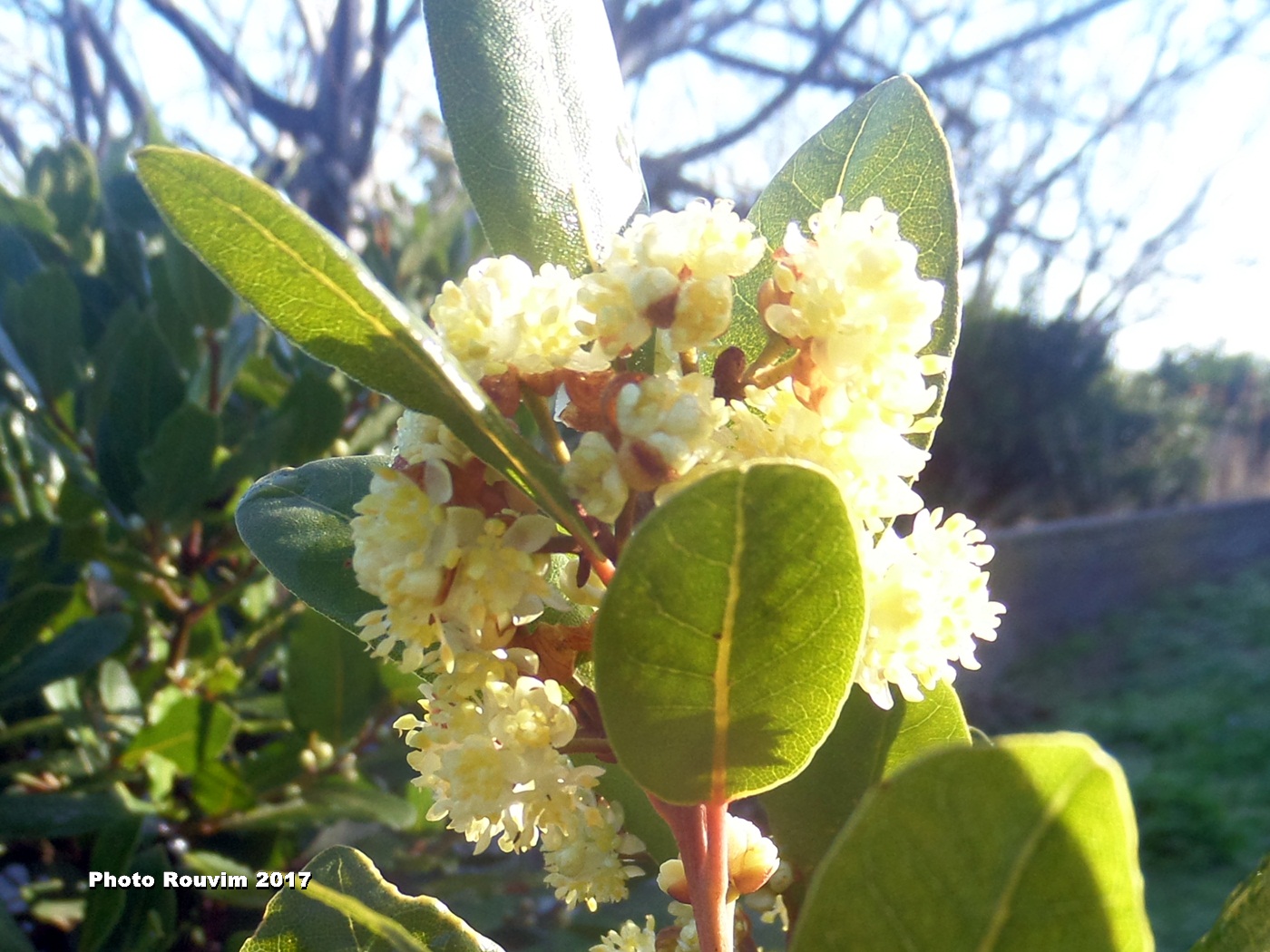 ΡΟΔΟΣυλλέκτης: Δάφνη: Ένα αρωματικό φυτό με θεραπευτικές δράσεις ...
