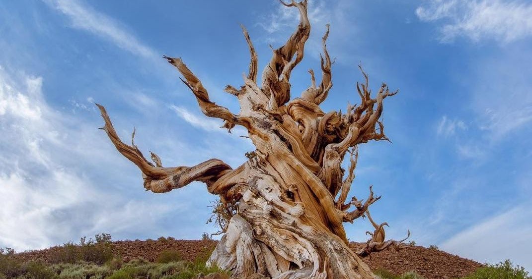 Jo-Anne's Ramblings: Methuselah