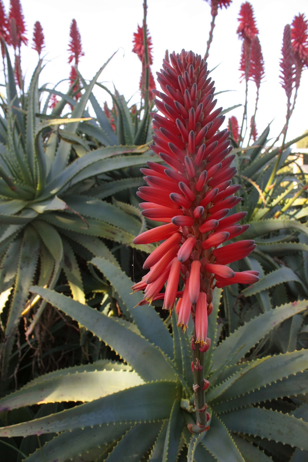 Holidays in Dalyan / Dalyan'da Tatil: Palmiye Merkezi - Köyceğiz, Muğla