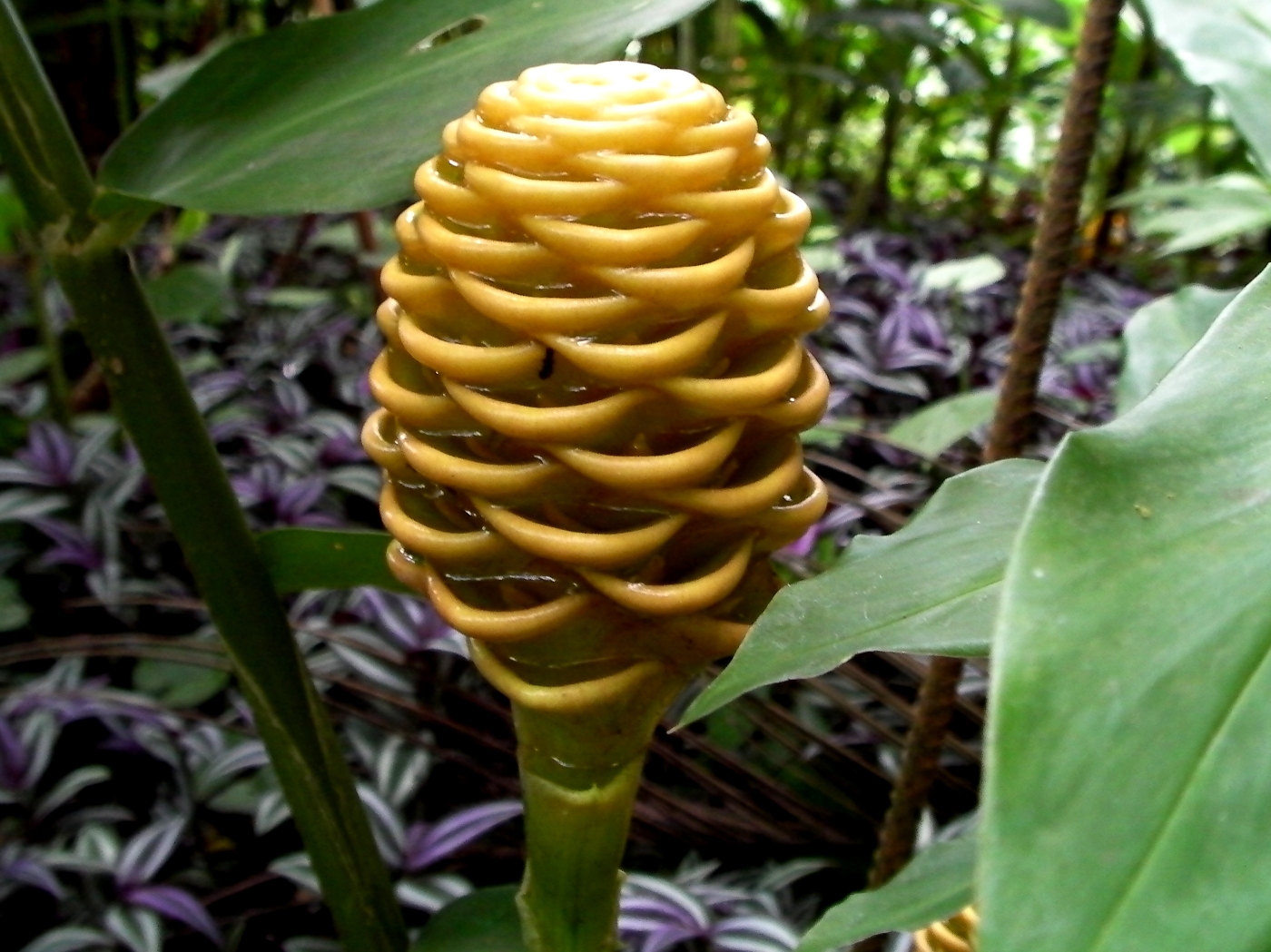 Quaoar Power Zoo: golden zingiber ball (Zingiber spectabilis) - Cabuya ...