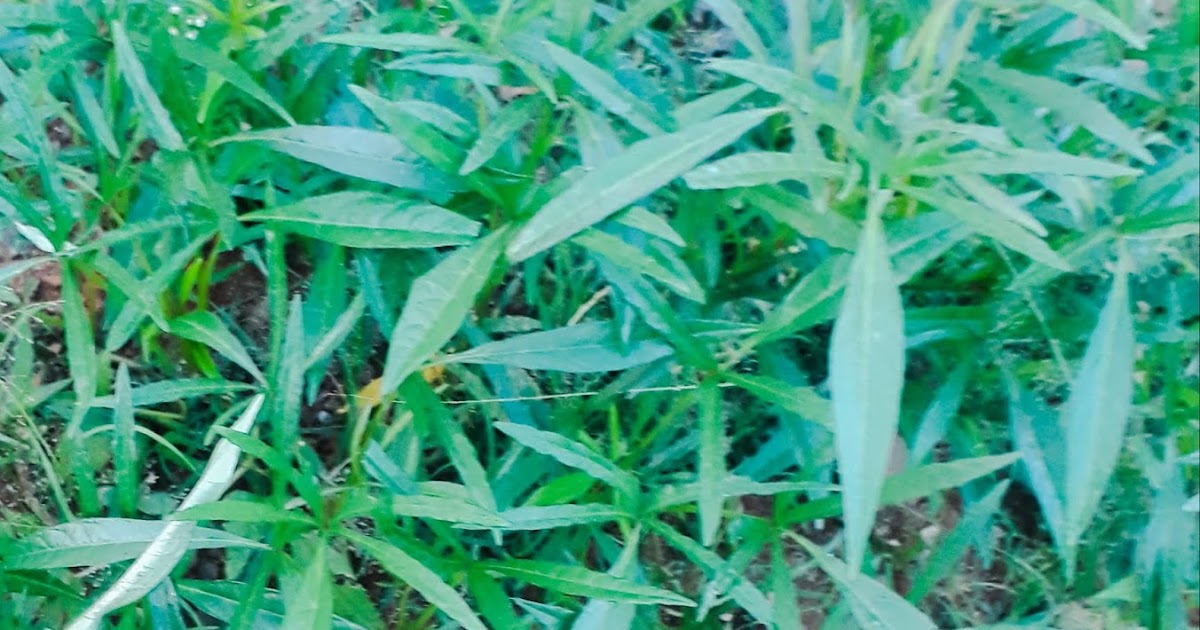 AGRICULTURE 101; KILIMO CHA TEMBELE