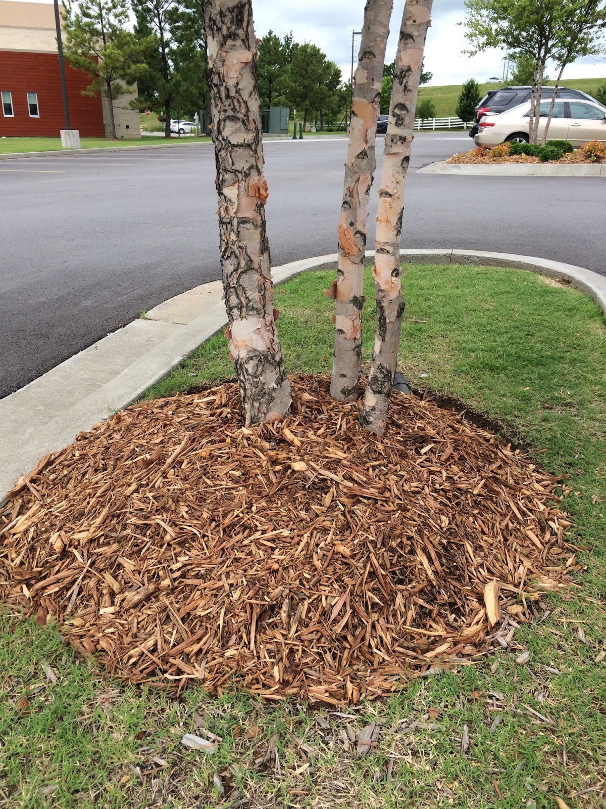 Ask A Master Gardener: Proper Mulching Around Trees Ask A Master Gardener: Proper Mulching Around Trees