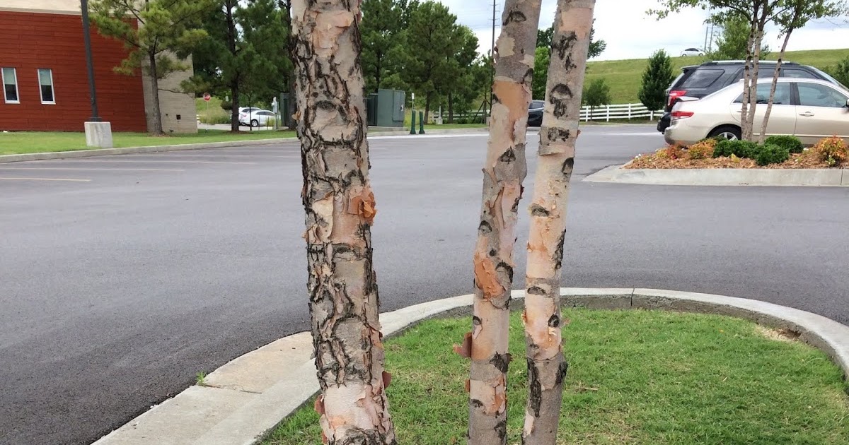 Ask A Master Gardener: Proper Mulching Around Trees Ask A Master Gardener: Proper Mulching Around Trees
