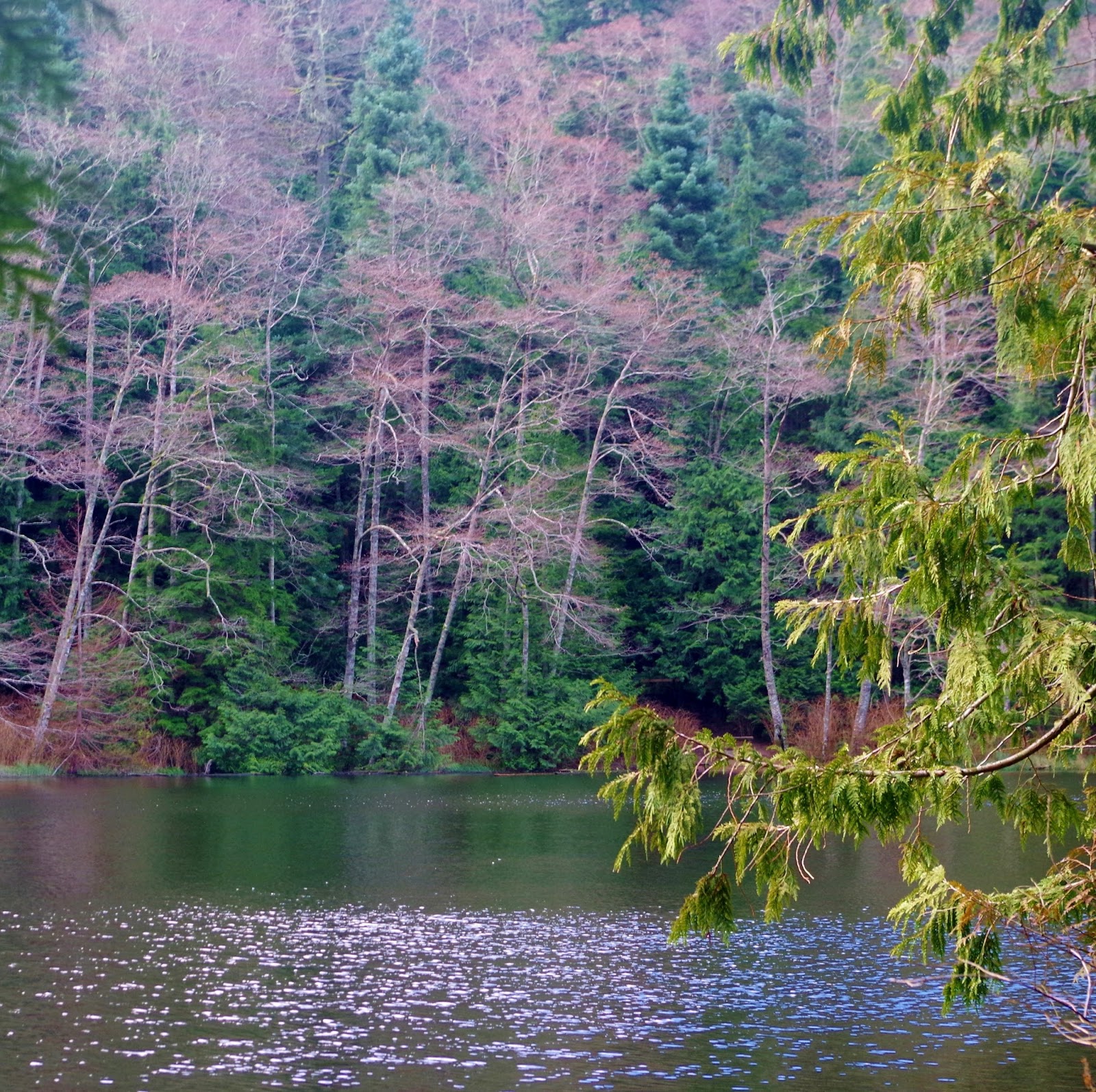 Pacific Northwest Seasons: Hiking Larrabee State Park: Fragrance Lake