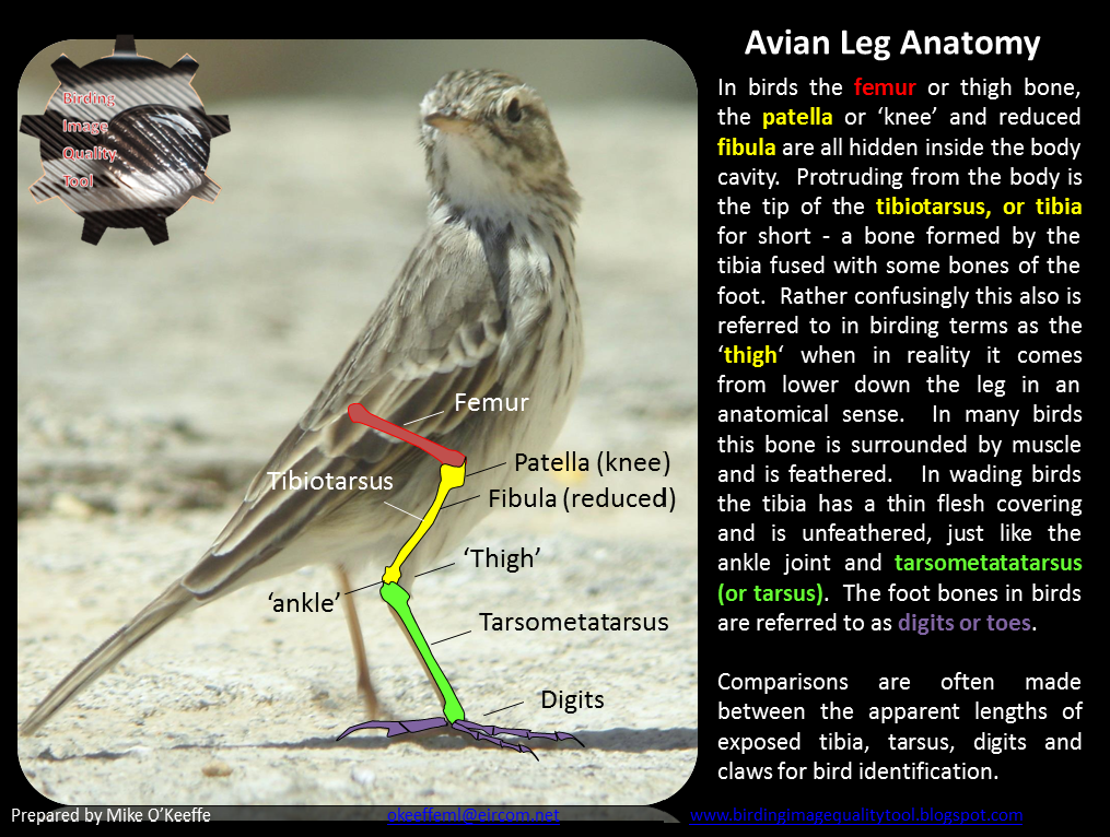 Bird Leg Bones