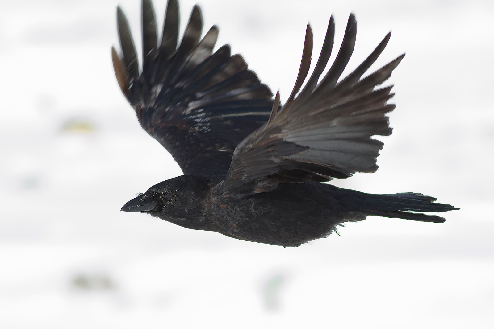 Ann Brokelman Photography: Common Raven - one a little bit different ...