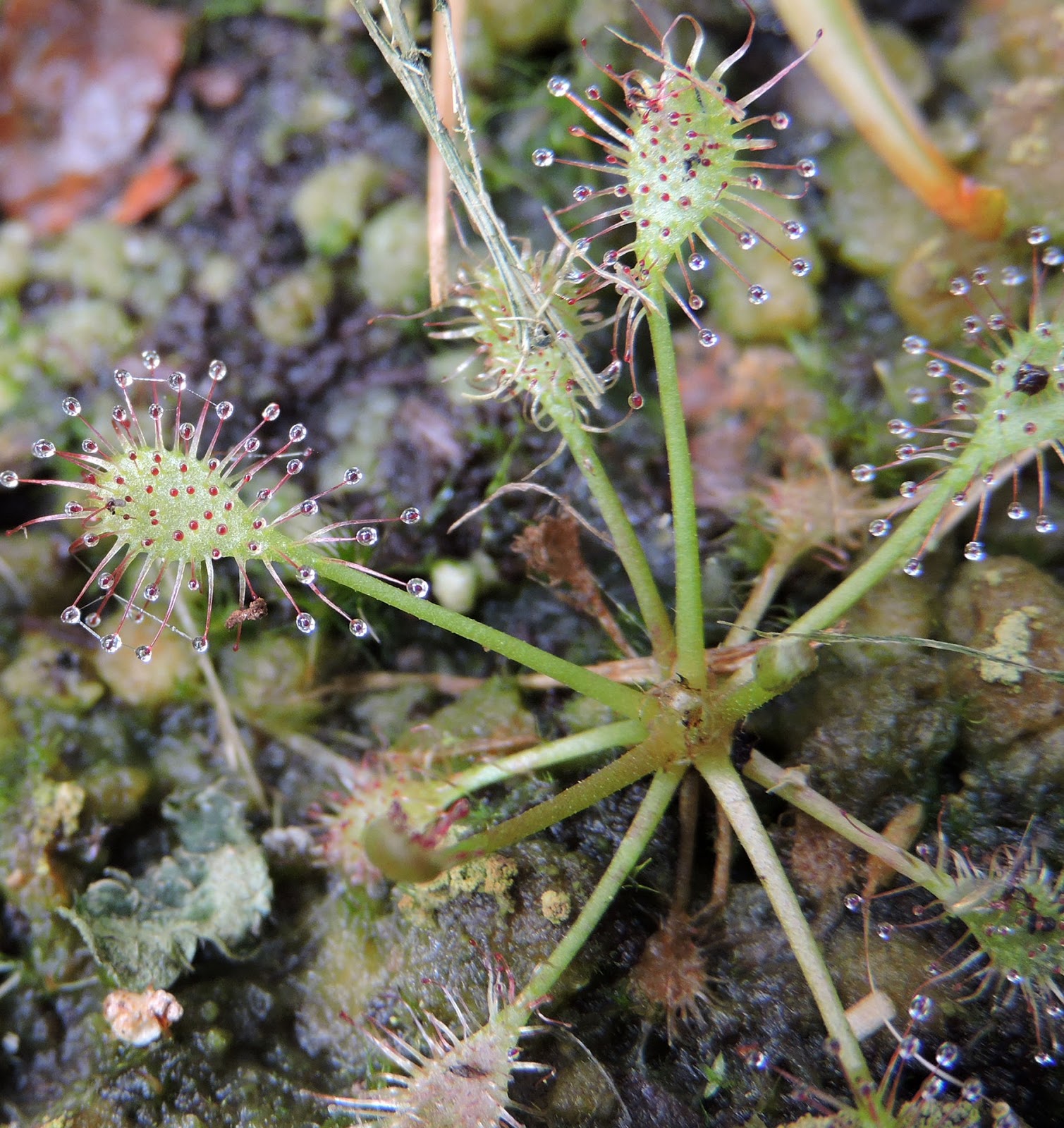 Carrying On The Story