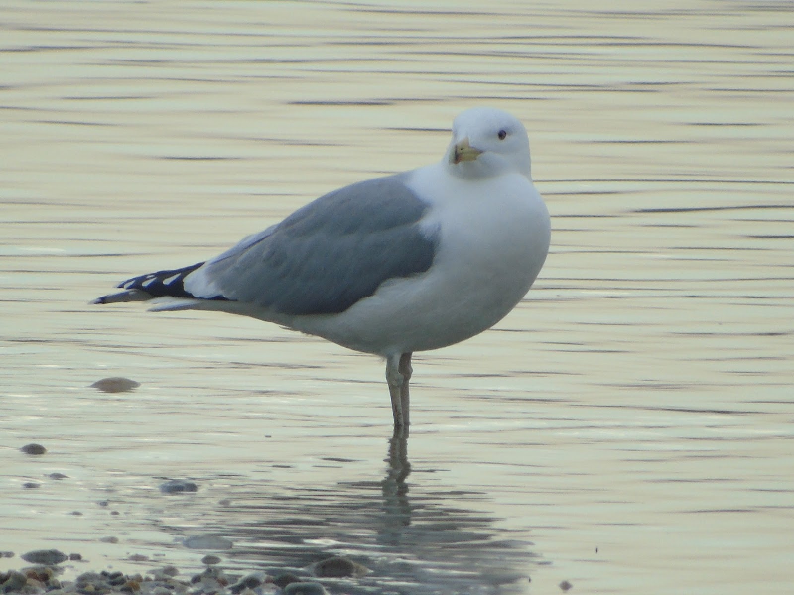 PASARI DIN ROMANIA: PESCARUS PONTIC, Larus cachinnans