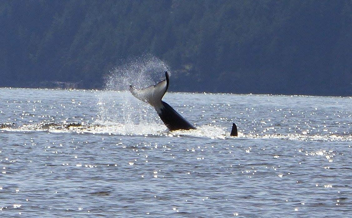 Killer Whales put on a Show by Campbell River and Savary, Pacific White ...
