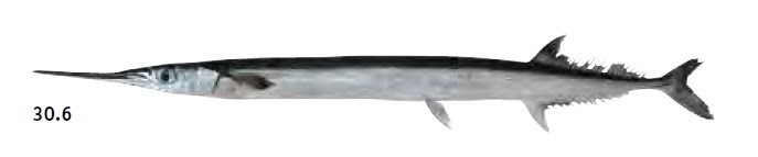 Ikan Kacang-kacang Atau Agujon Needlefish (Tylosurus acus); Morfologi ...