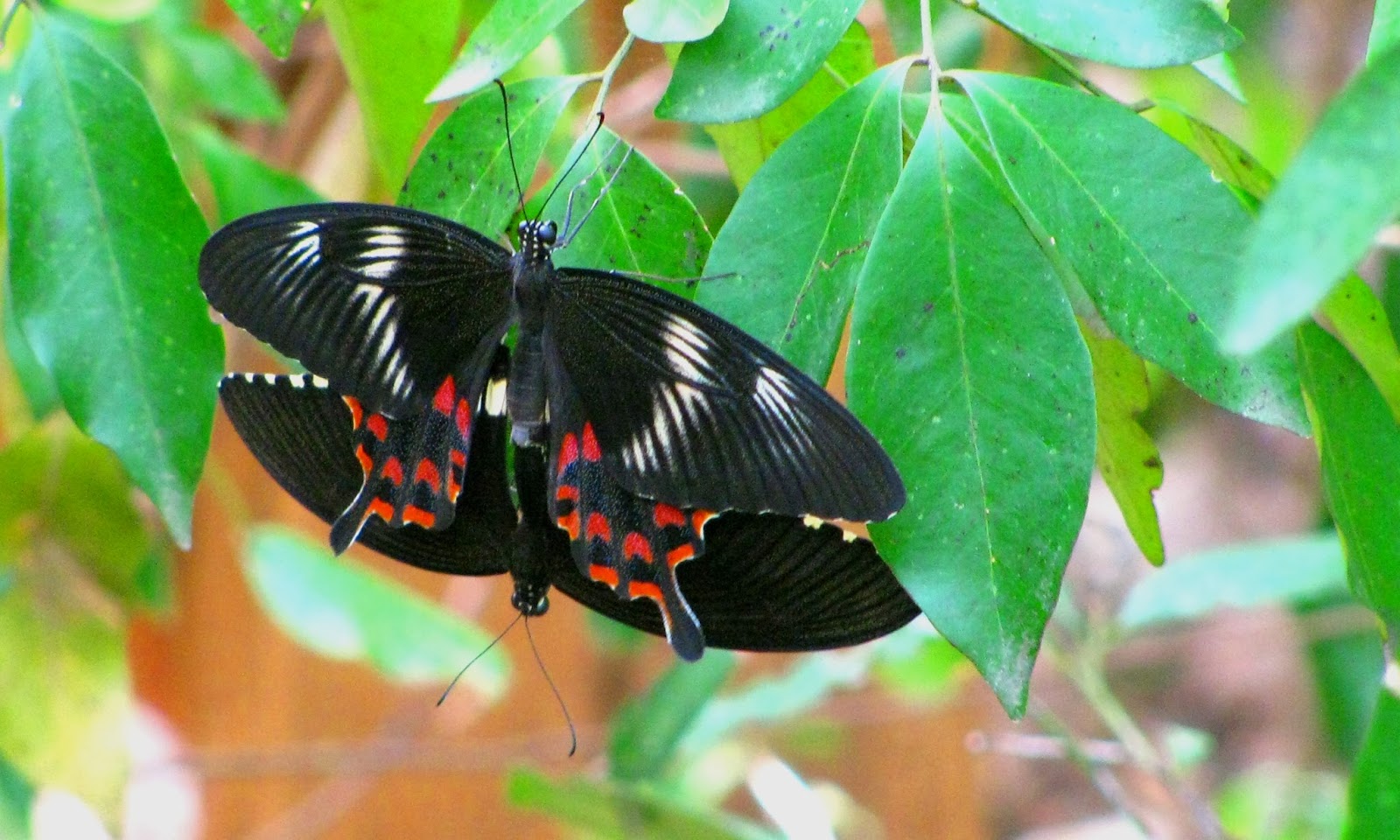 Indian Biodiversity Talks: 10.2013