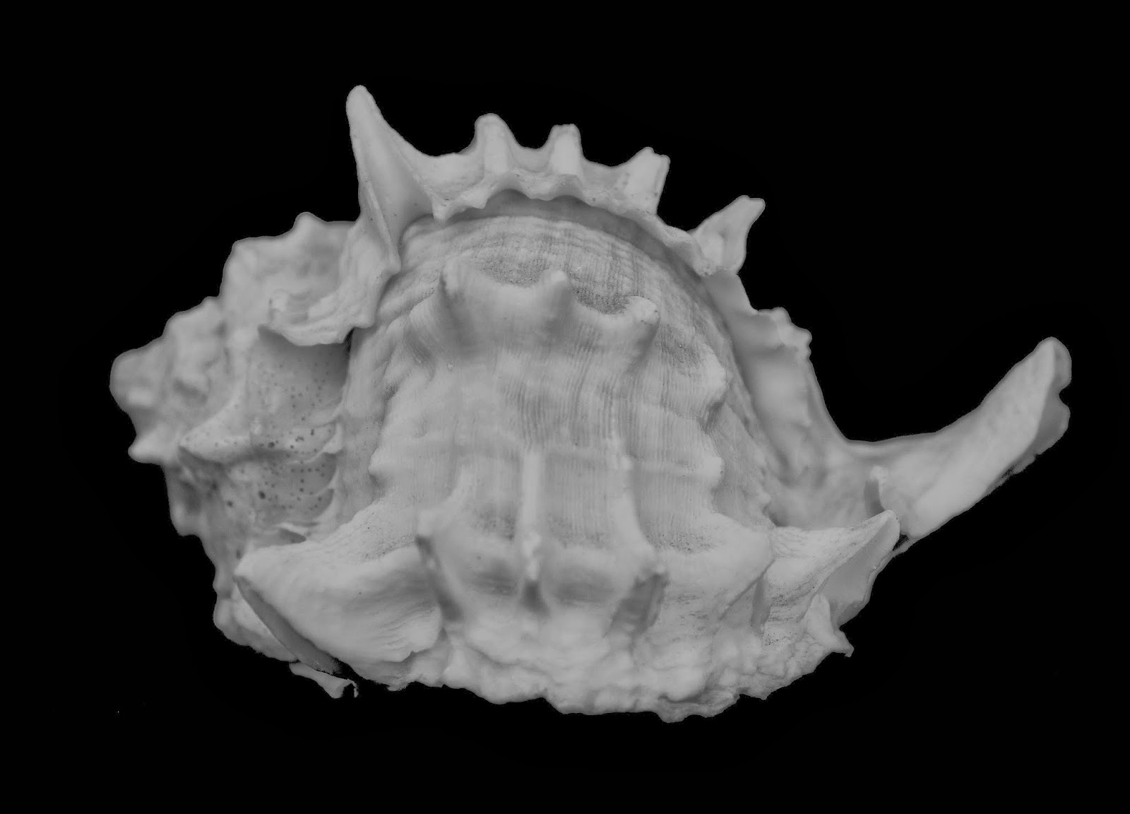 Drew Photo Simon: "Shells" (Edward Weston photo set 1)