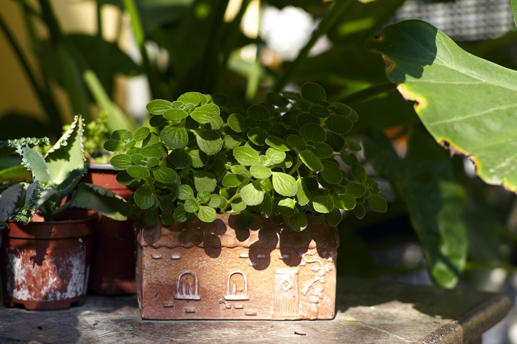 Vicks Plant - Plectranthus tomentosa care and culture | Travaldo's blog