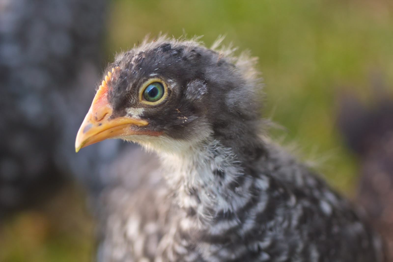 Tots and Bottoms: The Ugly Chickens
