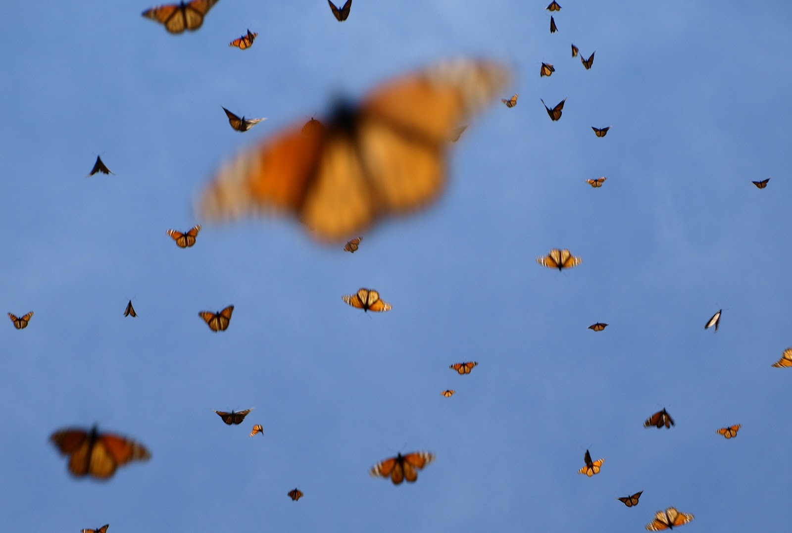 eScienceCommons: Mystery of monarch migration takes new turn