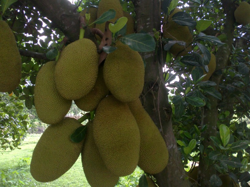Different fruits of Bangladesh: MAJOR FRUITS