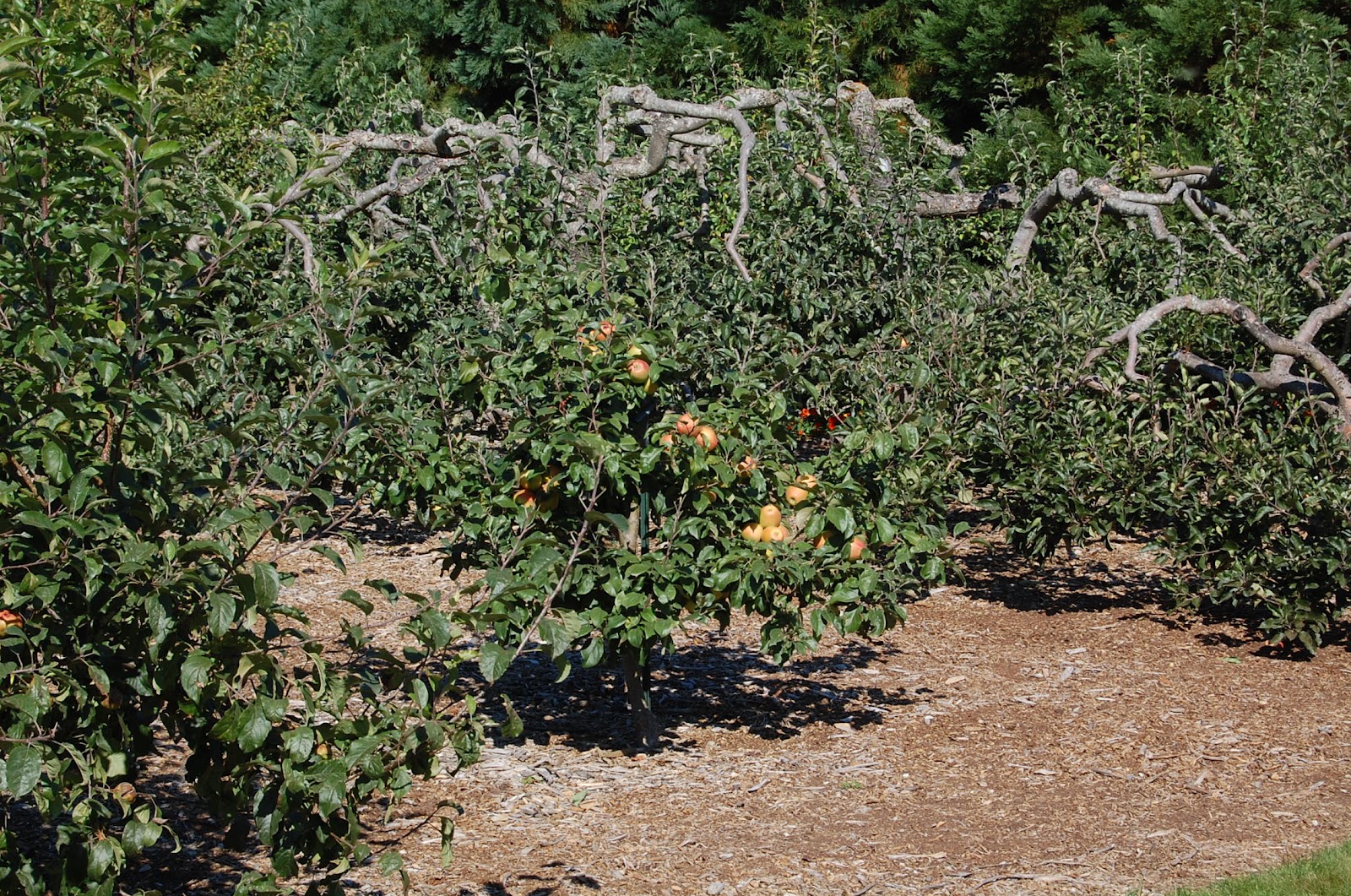 Creations of Gracie: Back to Eden Gardening