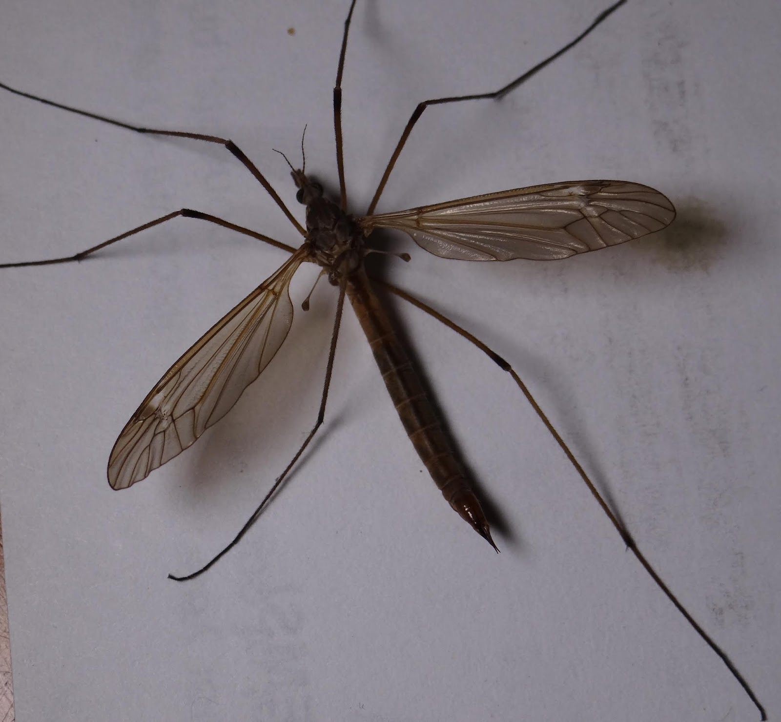 Nature Ramblers: April 2020