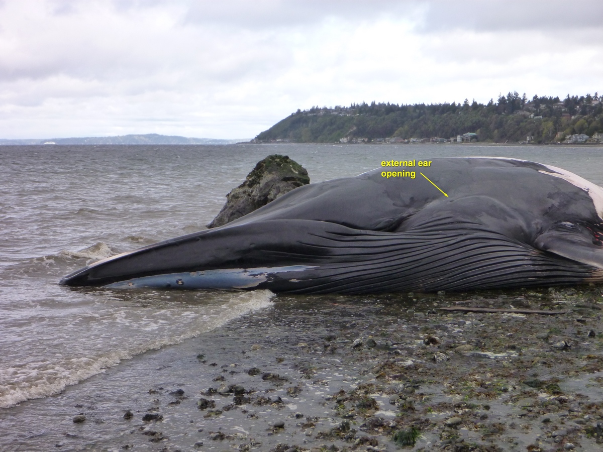 Buzz's Marine Life of Puget Sound