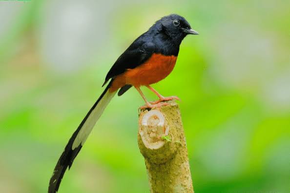 Pecinta burung: Burung Murai