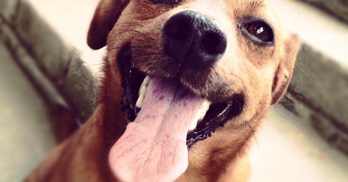 es sobre perros: 12 habilidades básicas que todo perro debería conocer