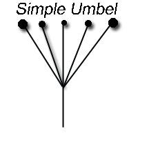 Compound Umbel Inflorescence