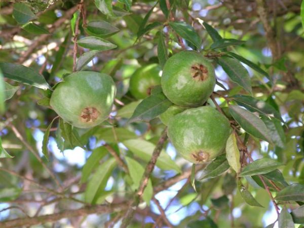 CAMBUCI OU CAMBUCIZEIRO (Campomanesia phaea)